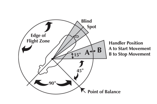 Cattle Handling Basics: Part 1 - The 5Ps of Effective Cattle Handling ...